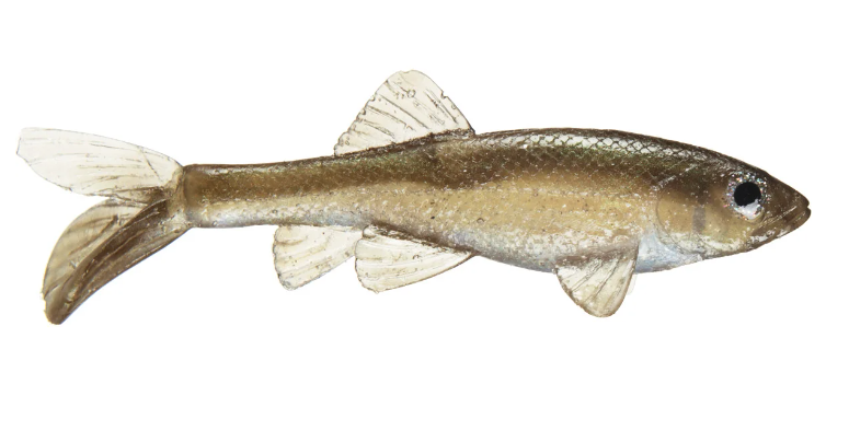 LITTLE CREEPER ALL AMERICAN TRASH FISH SWIMBAITS 2PK – The Bass Hole