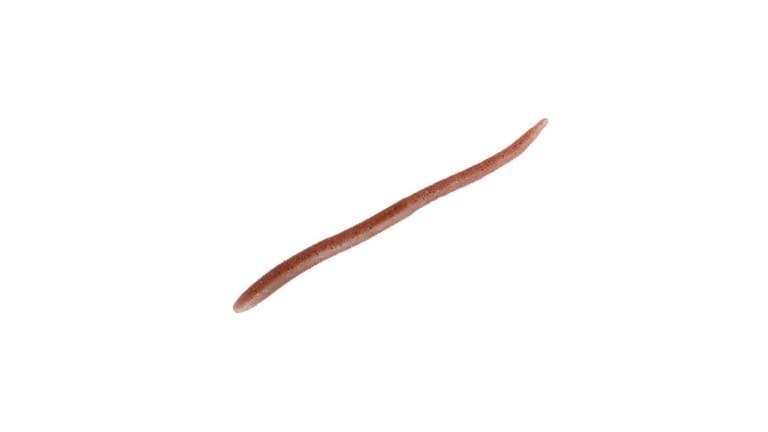JACKALL FLICK SHAKE WORM – The Bass Hole